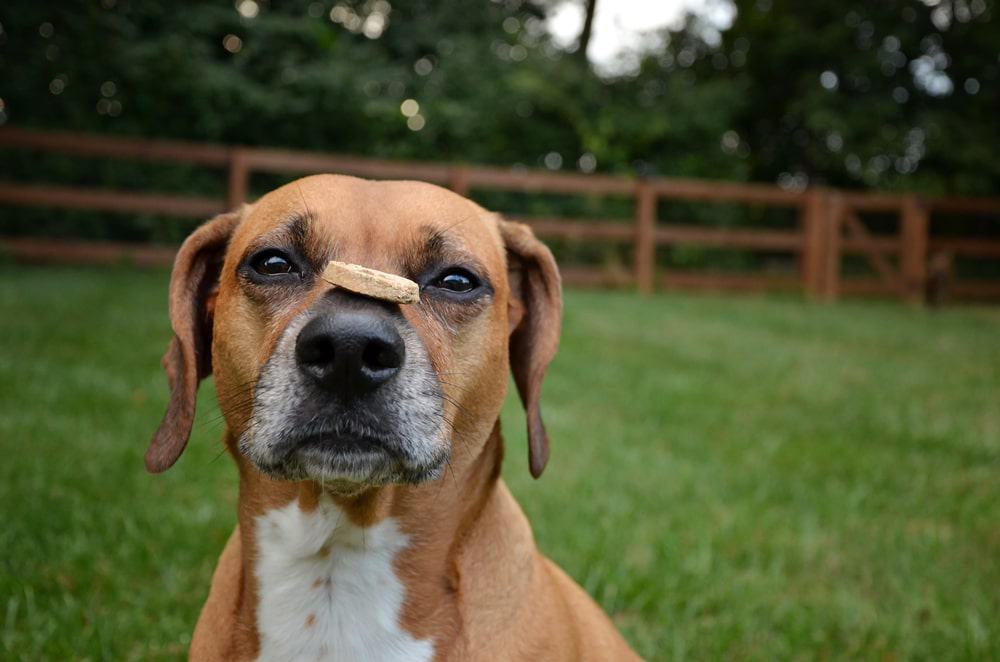 You Can Teach Old Dog Parents New Tricks | Seniors Guide