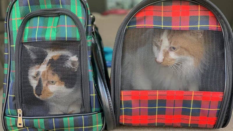 Tips for Moving with Cats | Seniors Guide