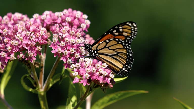 Native Plants: Benefits for You and the World | Seniors Guide