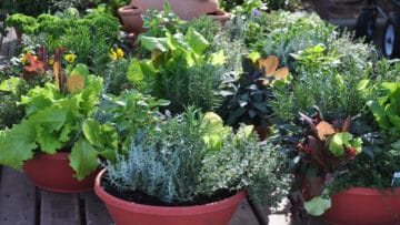 Tips for Container Gardening | Seniors Guide